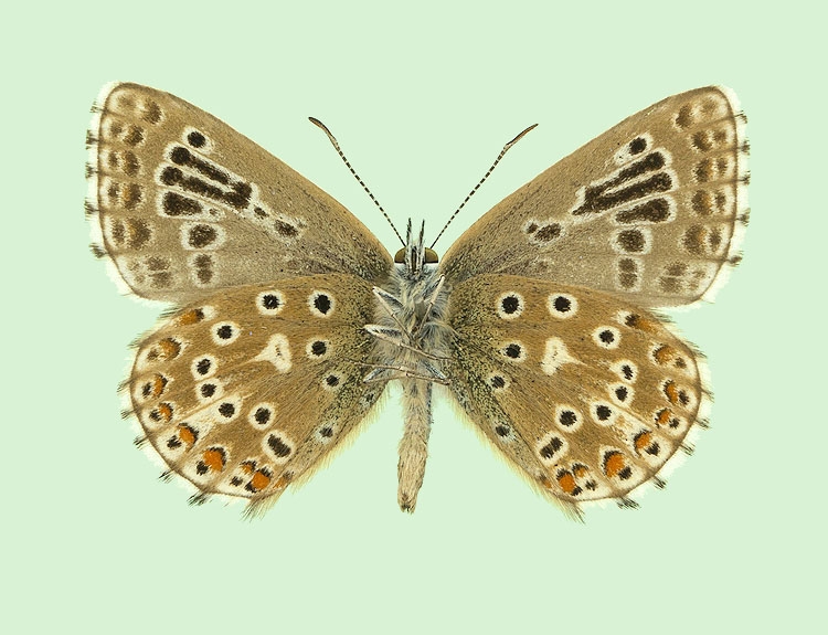 Adonis Blue (Polyommatus (Lysandra) bellargus) butterfly aberrations