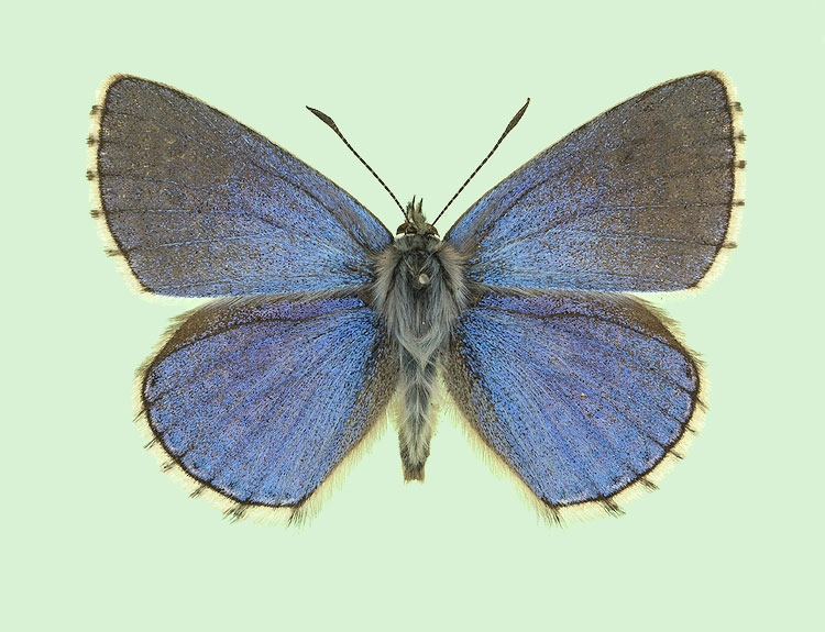 Adonis Blue (Polyommatus (Lysandra) bellargus) butterfly aberrations