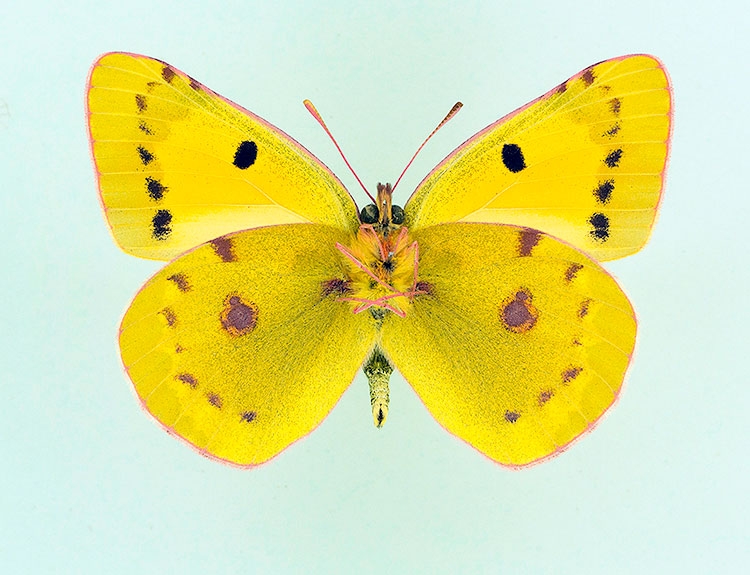 Clouded Yellow (Colias croceus) butterfly aberrations