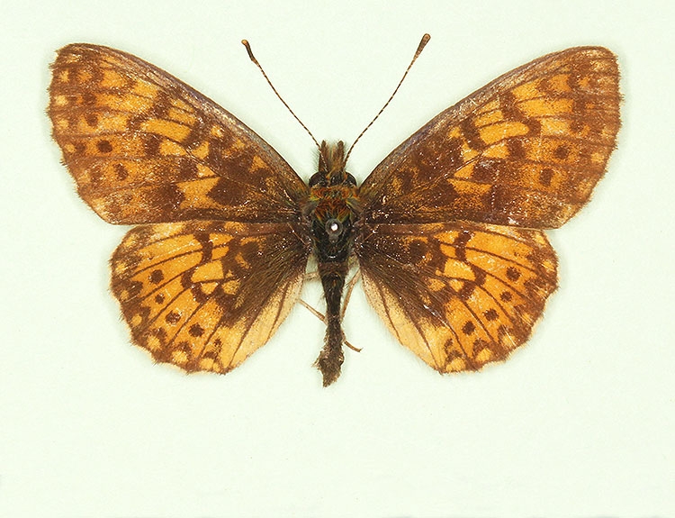 Small Pearl-bordered Fritillary (Boloria selene) butterfly aberrations