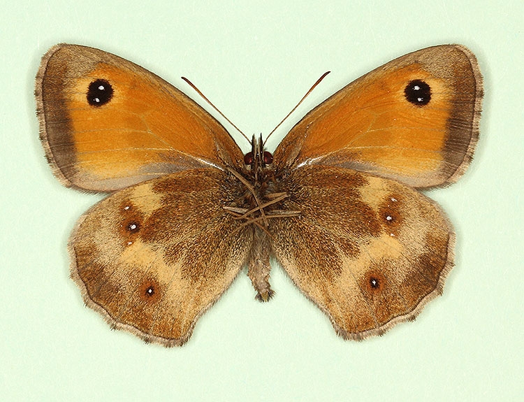 Gatekeeper (Pyronia tithonus) butterfly aberrations