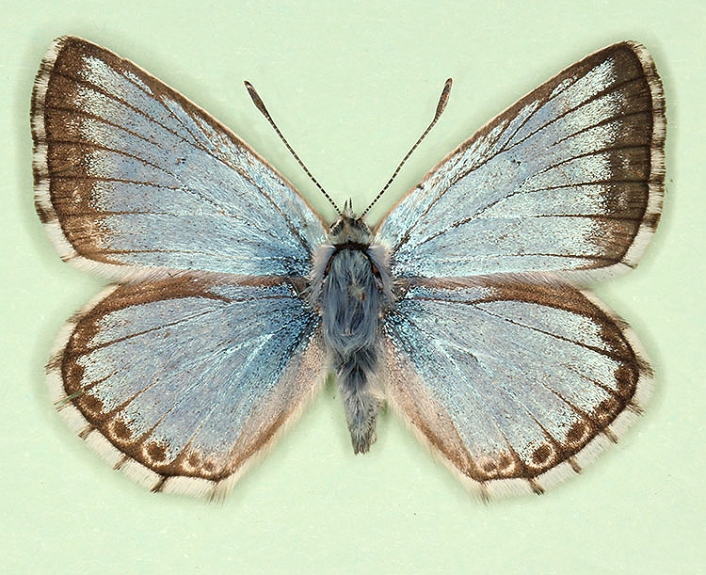 Chalkhill Blue (Polyommatus (Lysandra) coridon) butterfly aberrations