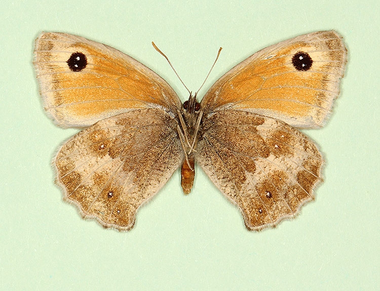 Gatekeeper (Pyronia tithonus) butterfly aberrations