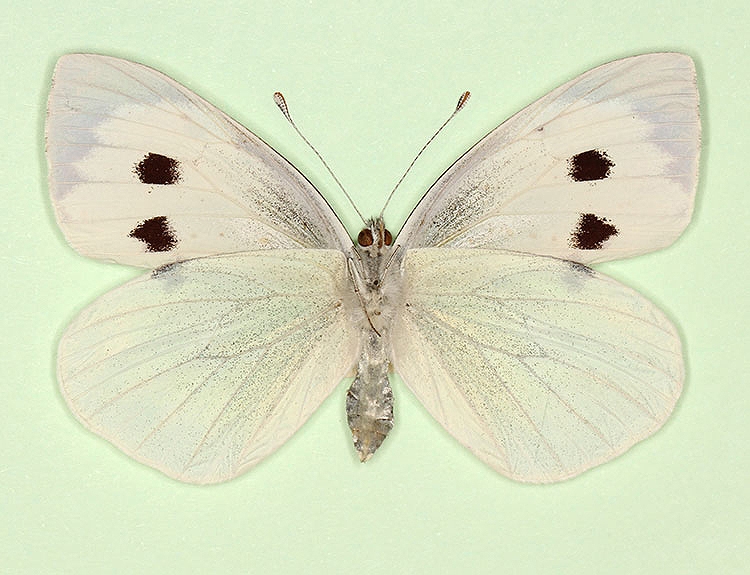 Large White (Pieris brassicae) butterfly aberrations