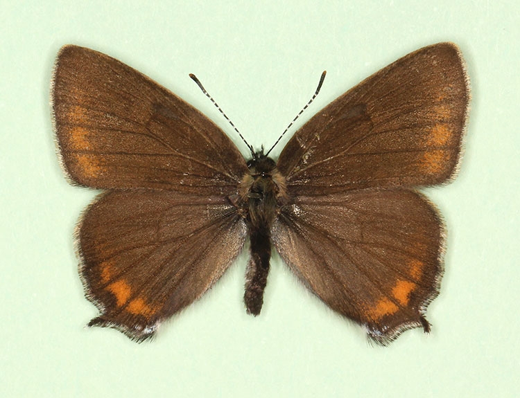 Black Hairstreak (Satyrium pruni) butterfly aberrations