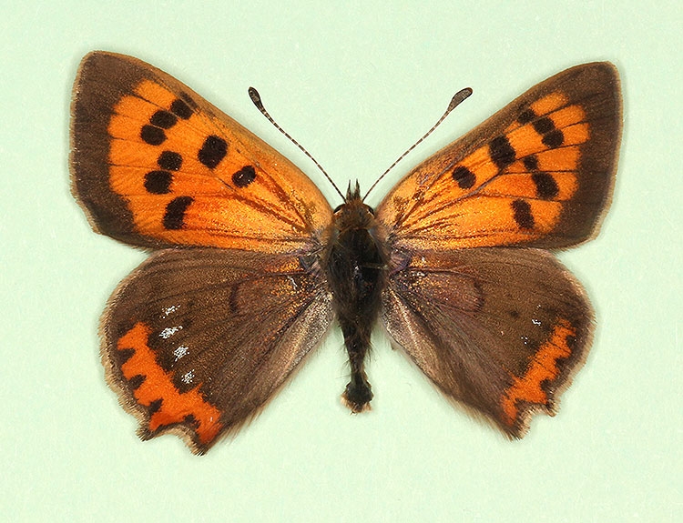 Small Copper (Lycaena phlaeas) butterfly aberrations