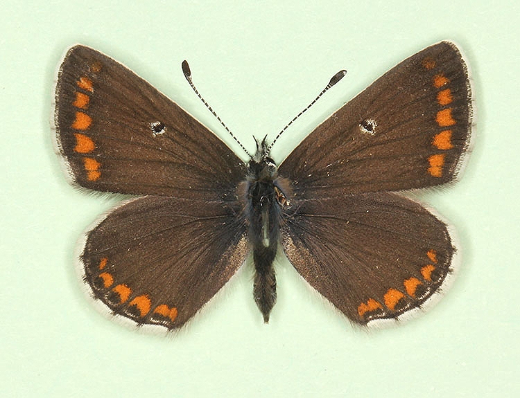 Brown Argus (Aricia agestis) butterfly aberrations