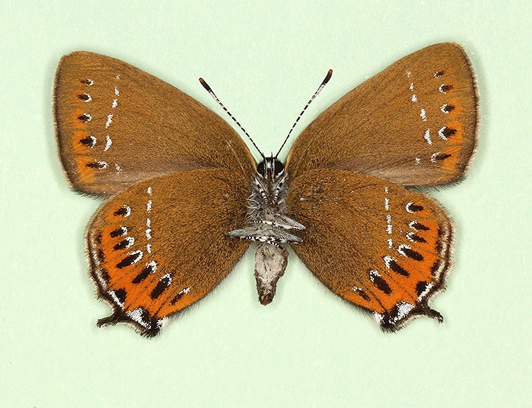 Black Hairstreak (Satyrium pruni) butterfly aberrations