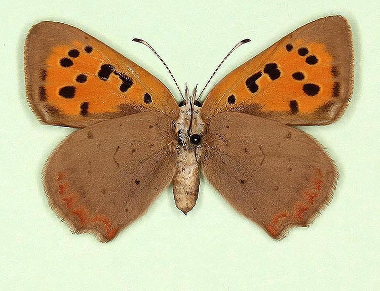 Small Copper (Lycaena phlaeas) butterfly aberrations
