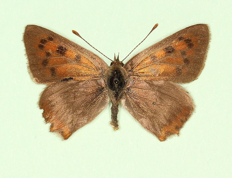 Small Copper (Lycaena phlaeas) butterfly aberrations