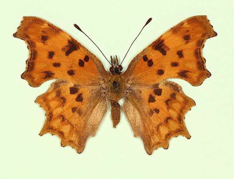 Comma (Polygonia c-album) butterfly aberrations