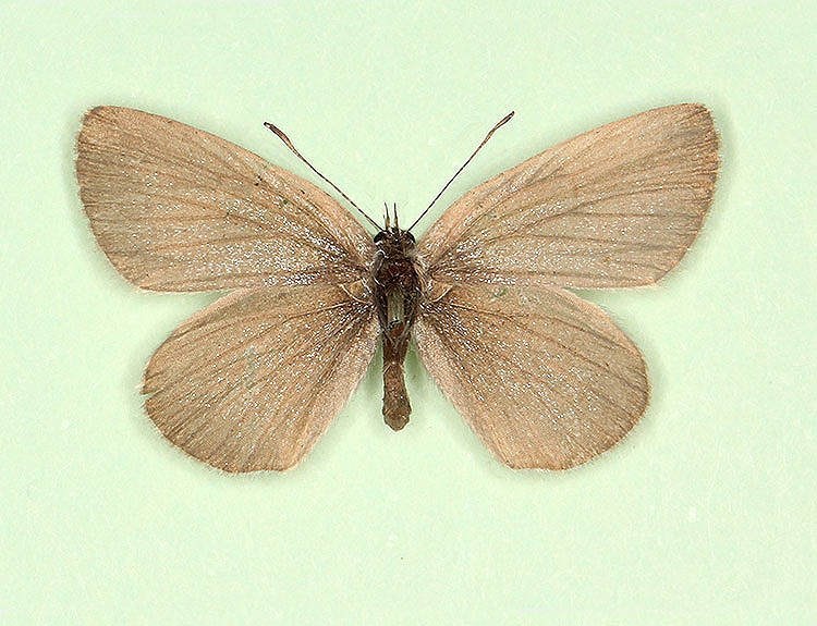 Small Blue (Cupido minimus) butterfly aberrations