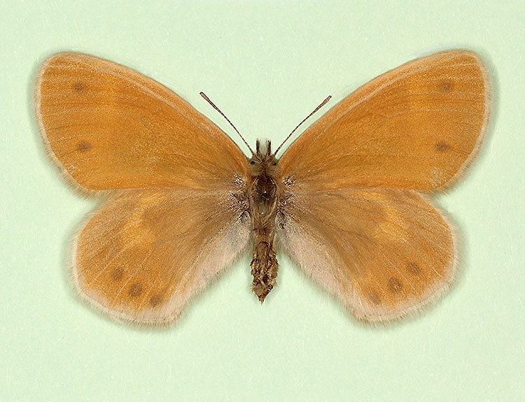 Large heath (Coenonympha tullia) butterfly aberrations