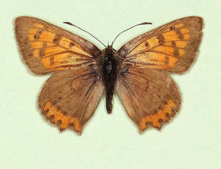 Small Copper (Lycaena phlaeas) butterfly aberrations