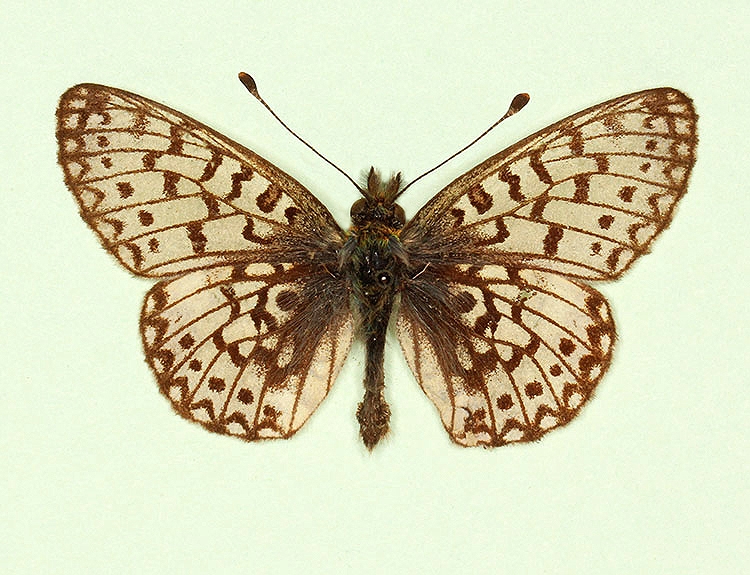 Small Pearl-bordered Fritillary (Boloria selene) butterfly aberrations