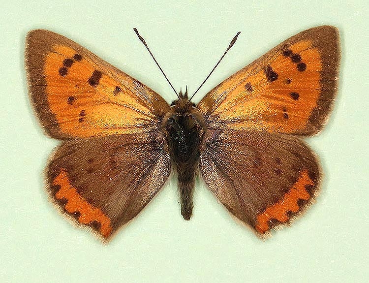 Small Copper (Lycaena phlaeas) butterfly aberrations