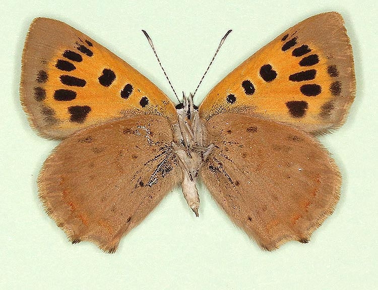 Small Copper (Lycaena phlaeas) butterfly aberrations