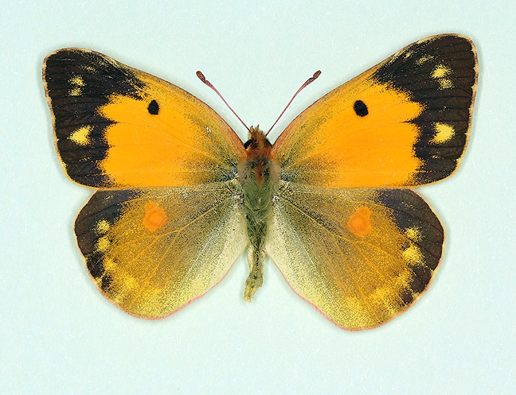 Clouded Yellow (Colias croceus) butterfly aberrations