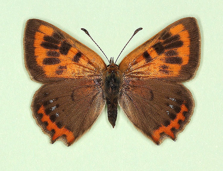 Small Copper (Lycaena phlaeas) butterfly aberrations