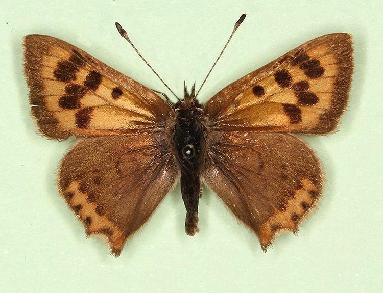 Small Copper (Lycaena phlaeas) butterfly aberrations