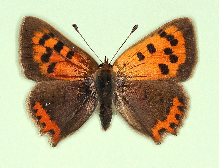 Small Copper (Lycaena phlaeas) butterfly aberrations