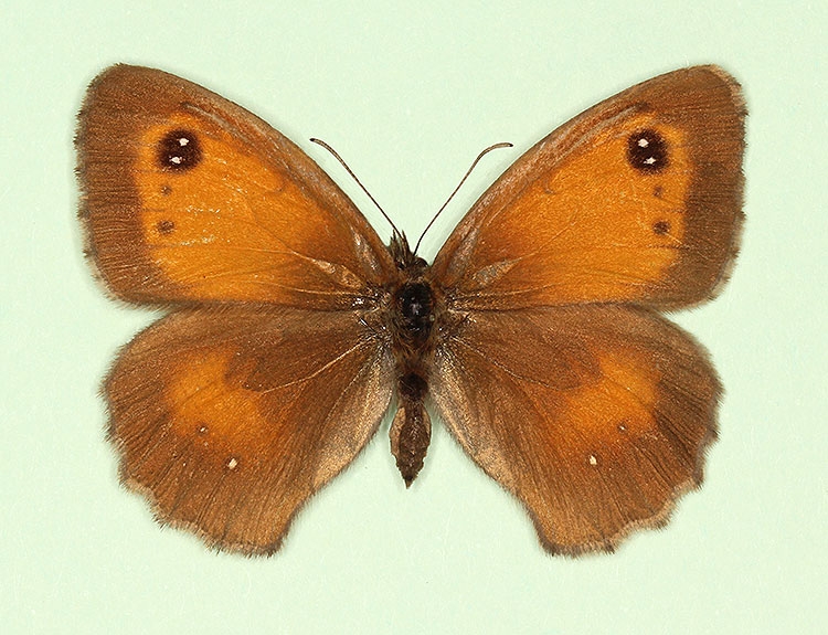 Gatekeeper (Pyronia tithonus) butterfly aberrations