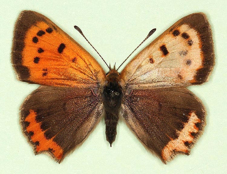 Small Copper (Lycaena phlaeas) butterfly aberrations