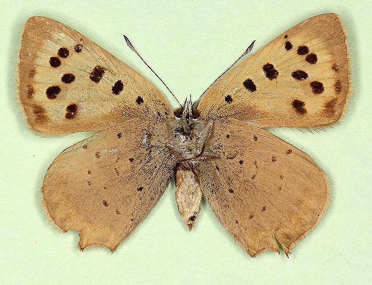Small Copper (Lycaena phlaeas) butterfly aberrations