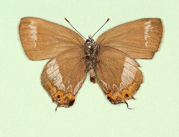 White-letter Hairstreak (Satyrium w-album) butterfly aberrations