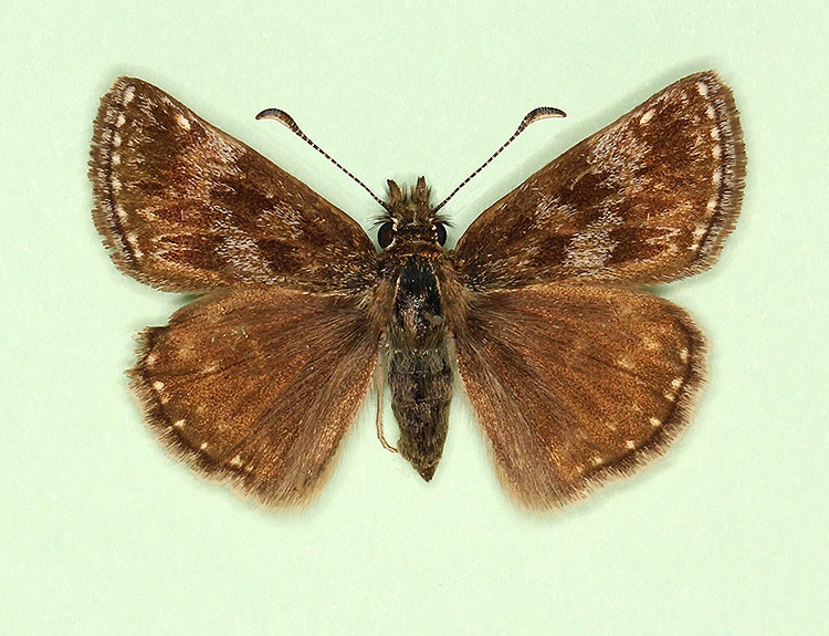 Dingy Skipper (Erynnis tages) butterfly aberrations