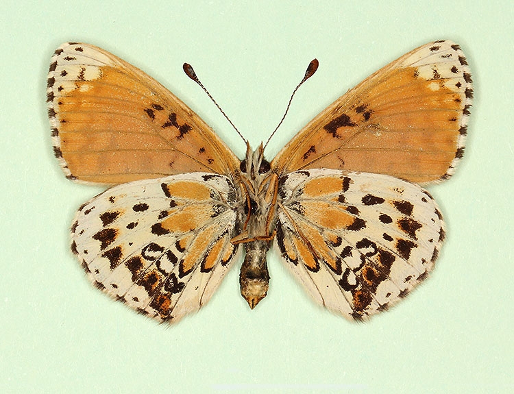 Glanville Fritillary (Melitaea cinxia) butterfly aberrations