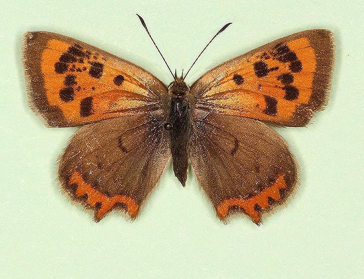 Small Copper (Lycaena phlaeas) butterfly aberrations
