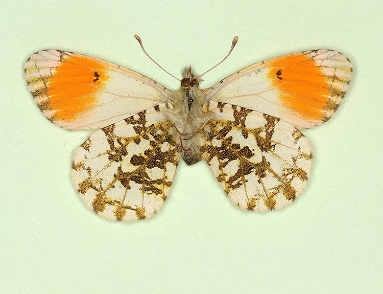 Orange-tip (Anthocharis cardamines) butterfly aberrations
