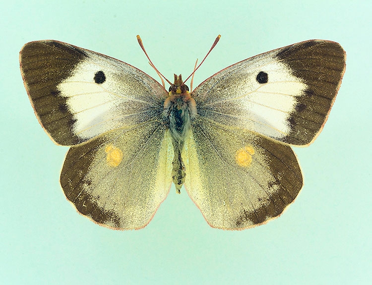 Clouded Yellow (Colias croceus) butterfly aberrations