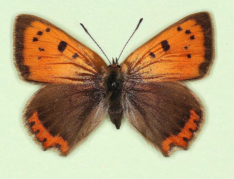 Small Copper (Lycaena phlaeas) butterfly aberrations