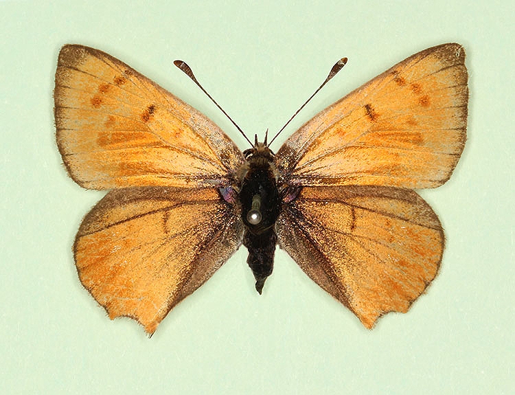 Small Copper (Lycaena phlaeas) butterfly aberrations
