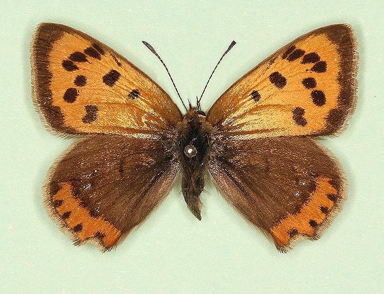 Small Copper (Lycaena phlaeas) butterfly aberrations