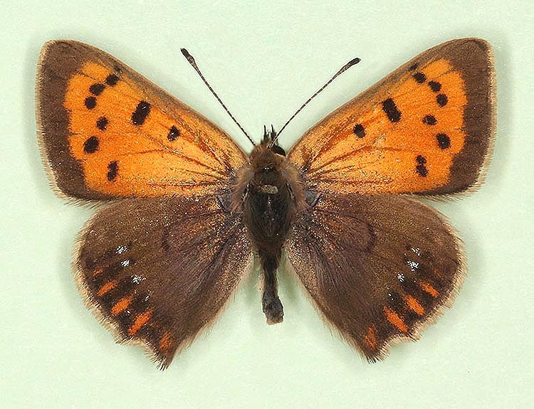 Small Copper (Lycaena phlaeas) butterfly aberrations