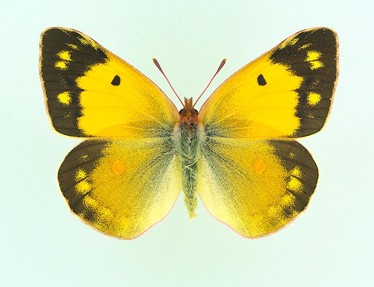 Clouded Yellow (Colias croceus) butterfly aberrations
