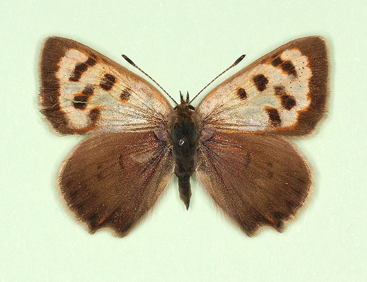 Small Copper (Lycaena phlaeas) butterfly aberrations