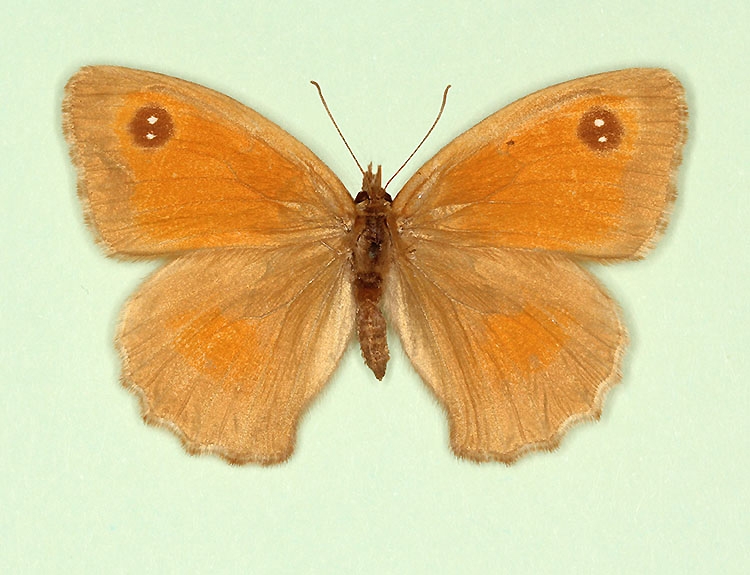Gatekeeper (Pyronia tithonus) butterfly aberrations