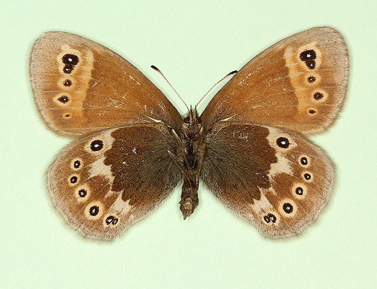 Large heath (Coenonympha tullia) butterfly aberrations