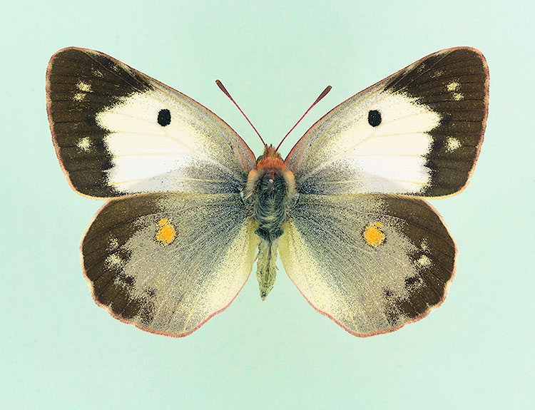 Clouded Yellow (Colias croceus) butterfly aberrations