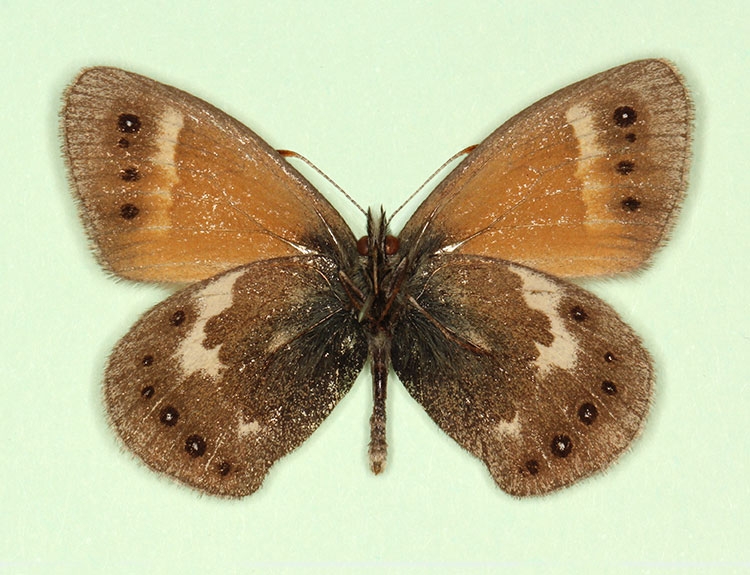 Large heath (Coenonympha tullia) butterfly aberrations