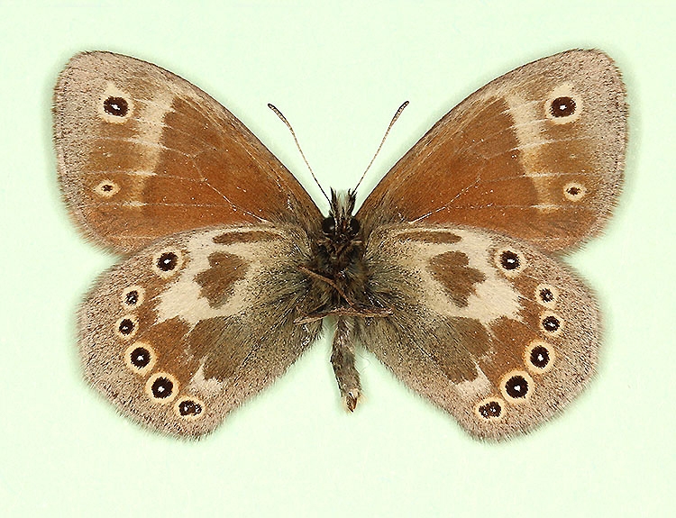 Large heath (Coenonympha tullia) butterfly aberrations