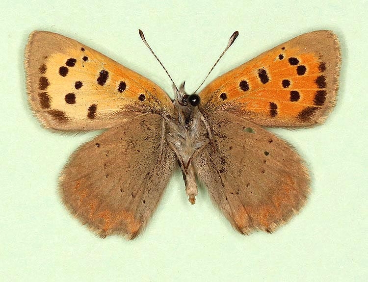 Small Copper (Lycaena phlaeas) butterfly aberrations