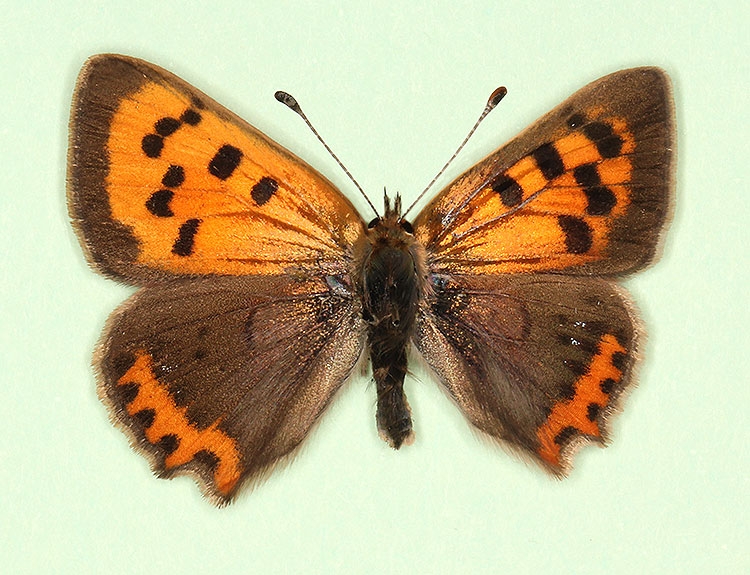 Small Copper (Lycaena phlaeas) butterfly aberrations