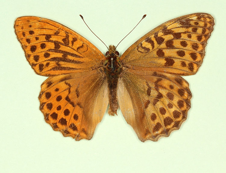 Silver-washed Fritillary (Argynnis paphia) butterfly aberrations