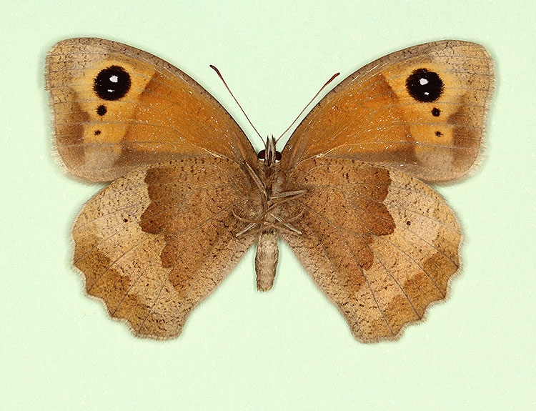 Meadow Brown (Maniola jurtina) butterfly aberrations